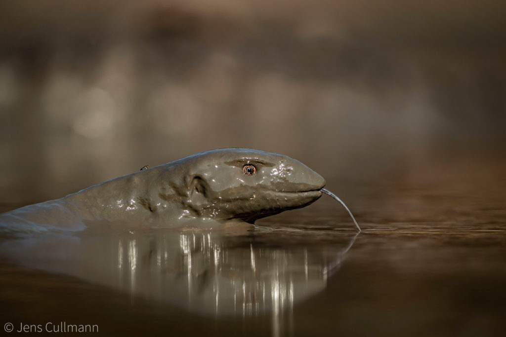 Mud - Africa Geographic