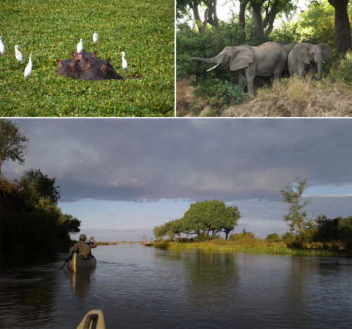 Lower Zambezi: where the wild things are - Africa Geographic