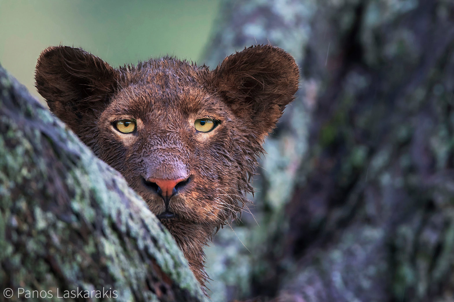 Mud - Africa Geographic