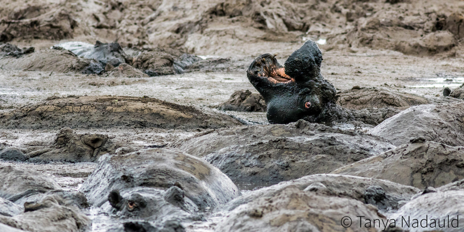 Mud - Africa Geographic