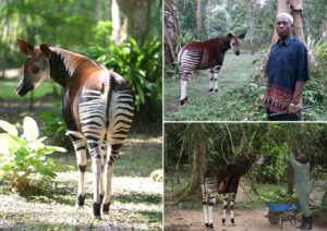 The Okapi: The Shy Forest Dwellers of Central Africa - Africa Geographic