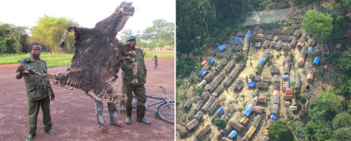 The Okapi: The Shy Forest Dwellers of Central Africa - Africa Geographic