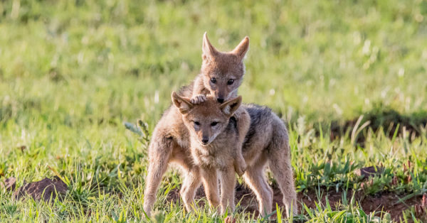 Baby jackals Archives - Africa Geographic
