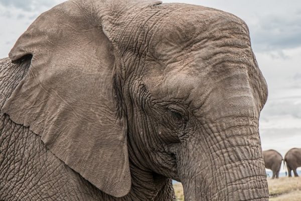 Video: How cracks in an elephant's skin keep it cool - Africa Geographic