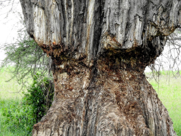 Fire and elephant: Agents of change in the Maasai Mara - Africa Geographic