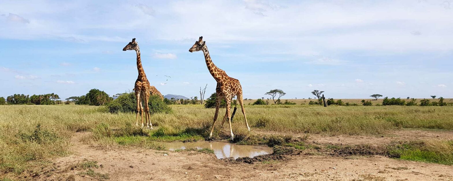 Epic Serengeti - Africa Geographic