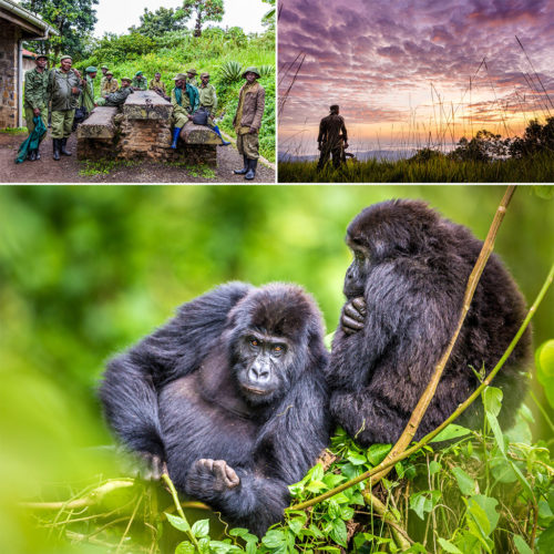 Gorilla Doctors - Africa Geographic