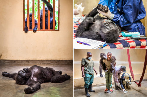Gorilla Doctors - Africa Geographic