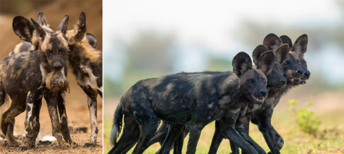 Painted Wolves - Africa Geographic