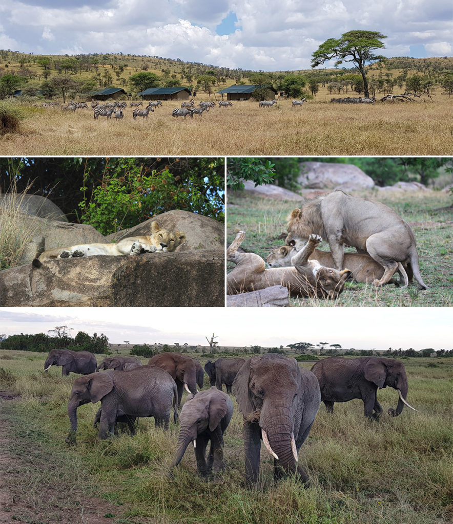 Epic Serengeti - Africa Geographic