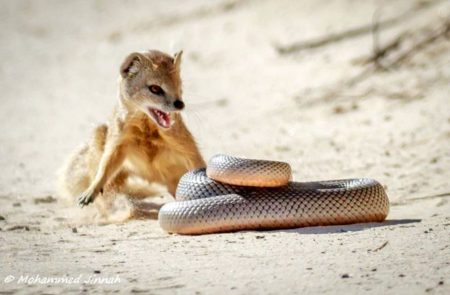 Incredible encounter: Mongoose versus snake - Africa Geographic