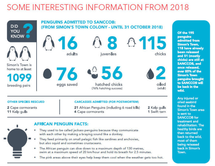 Penguins: What's being done and how you can help - Africa Geographic