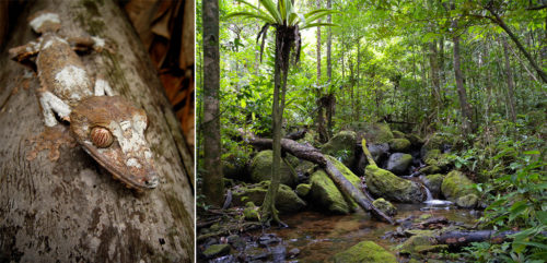 Magnificent Masoala - Africa Geographic