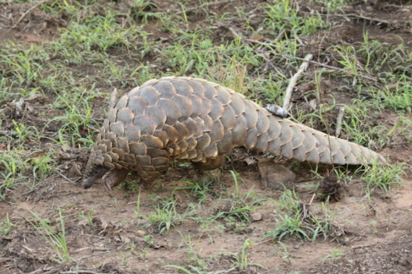 Saving trafficked pangolins, one release at a time - Africa Geographic