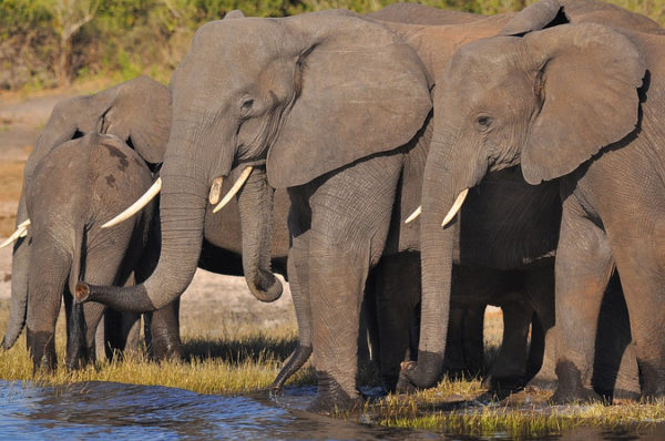 African, Asian & forest elephants – what's the difference? - Africa ...