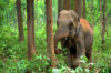 African, Asian & forest elephants – what's the difference? - Africa ...