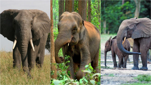 African, Asian & forest elephants – what's the difference? - Africa ...