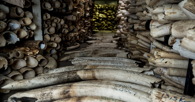 Ivory - Africa Geographic