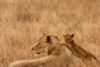 Understanding lion infanticide - Africa Geographic