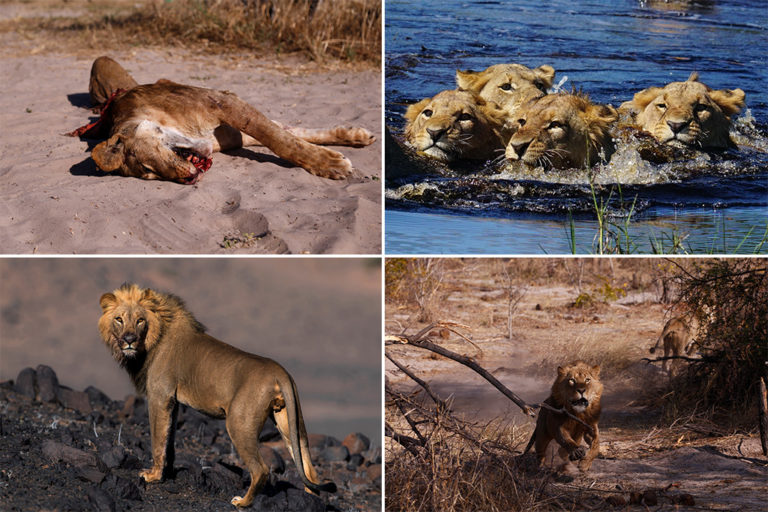 The African Lion - Africa Geographic