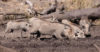Warthog facts you need to know - Africa Geographic