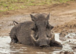 Warthog facts you need to know - Africa Geographic