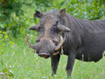 Warthog facts you need to know - Africa Geographic