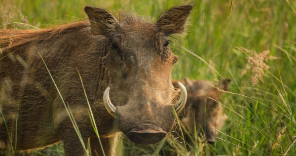 Warthog Archives - Africa Geographic