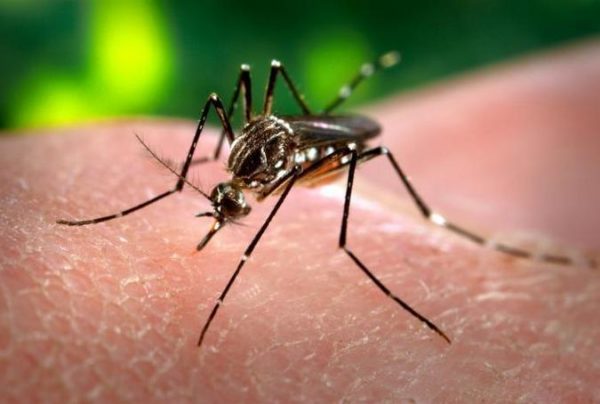 Understanding yellow fever - Africa Geographic