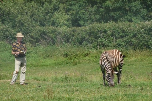 Research reveals why zebras got their stripes - Africa Geographic