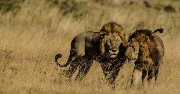 lion hunting Archives - Africa Geographic