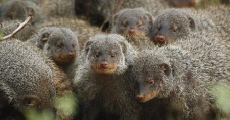 Banded mongoose Archives - Africa Geographic