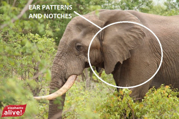 Why identifying individual elephants is important, and the pivotal ...