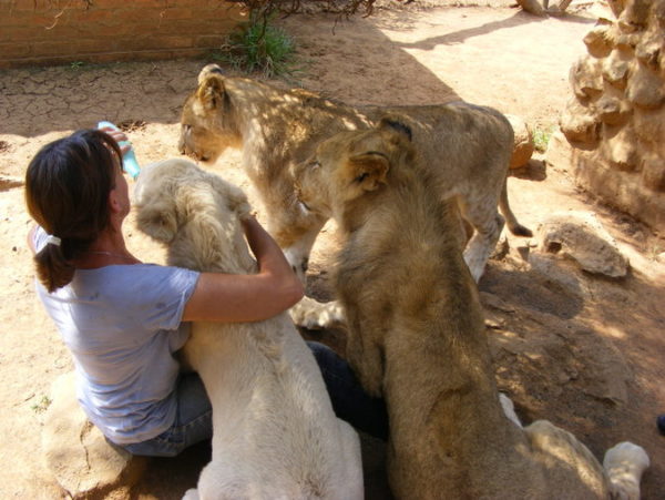 Captive lion breeding is here to stay, says DEA - Africa Geographic