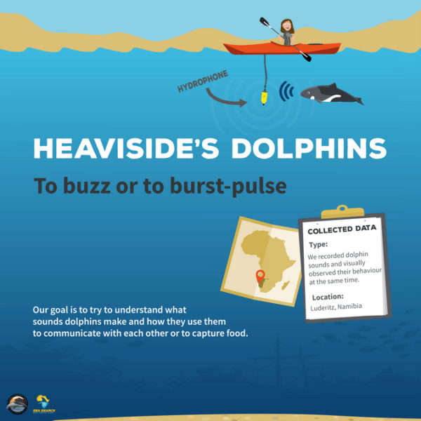 Complex communication: Heaviside's dolphins produce unusual sounds to ...