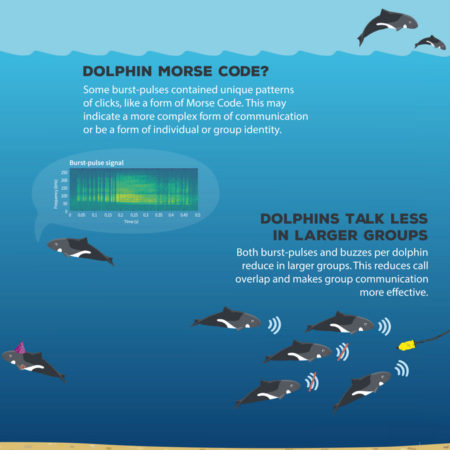 Complex communication: Heaviside's dolphins produce unusual sounds to ...