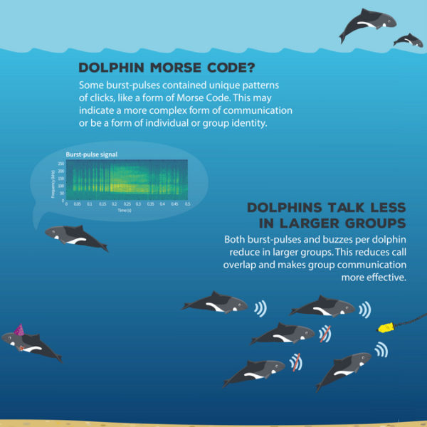 Complex communication: Heaviside's dolphins produce unusual sounds to ...