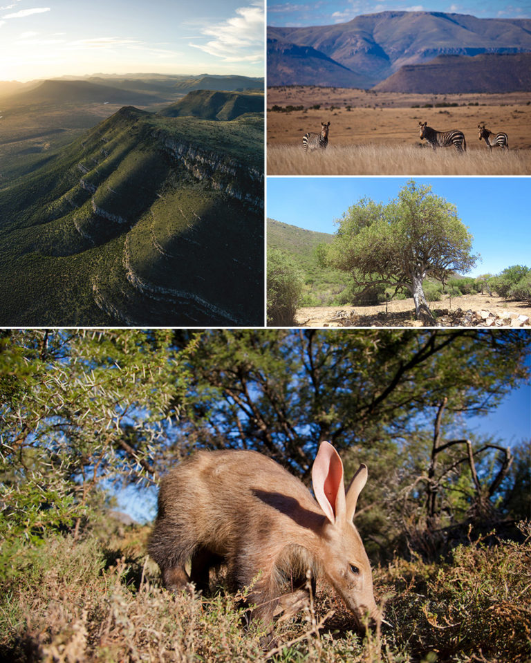 Samara – Rewilding the Great Karoo - Africa Geographic