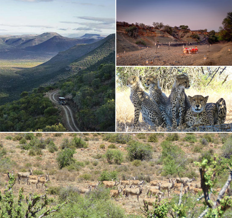 Samara – Rewilding the Great Karoo - Africa Geographic