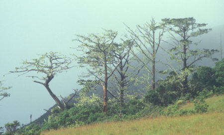 What CITES will debate at CoP18 in May for these African species ...