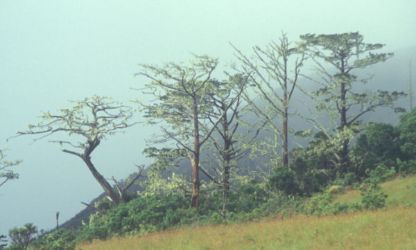 What CITES will debate at CoP18 in May for these African species ...