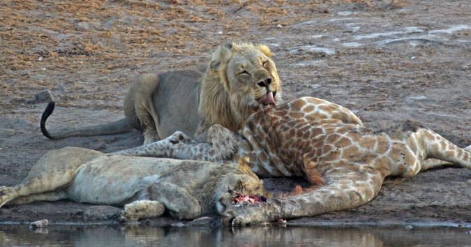 Lion populations show significant loss of genetic diversity, say ...