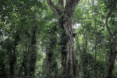 Taita Hills: The cloud forest in a fragmented landscape - Africa Geographic