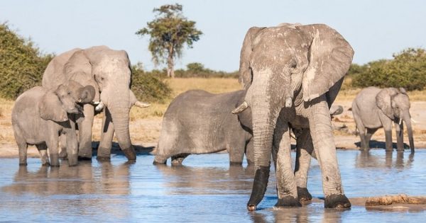 Botswana trophy hunting: Fewer than 400 elephant hunting licenses to be ...
