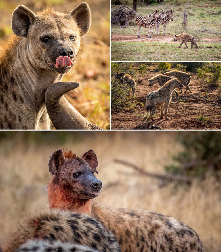 Hyena Birth – Moment of Magic - Africa Geographic