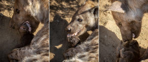 Hyena Birth – Moment of Magic - Africa Geographic