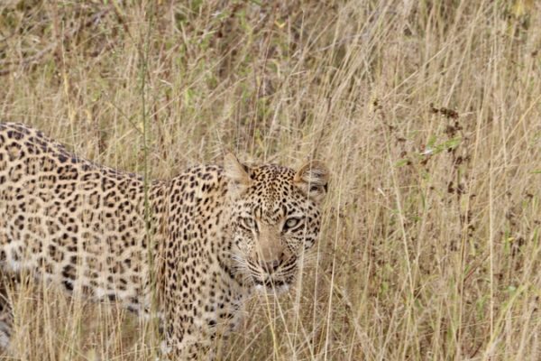 Finding my purpose on a safari adventure - Africa Geographic