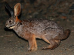 New population found of critically endangered riverine rabbits - Africa ...