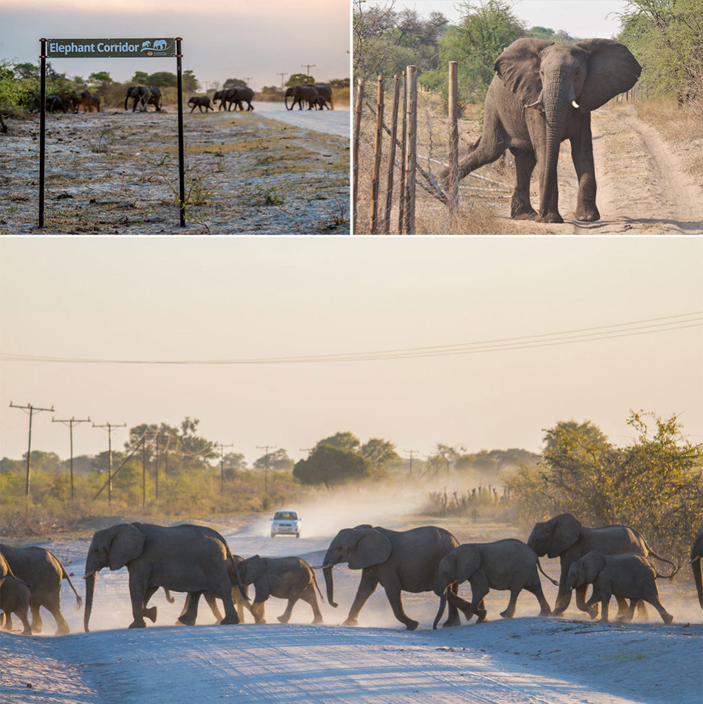Life with elephants - Africa Geographic
