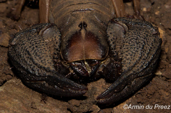 Scorpions: facts you need to know - Africa Geographic